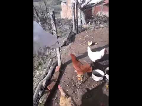 Tavuklara fısıldayan adam