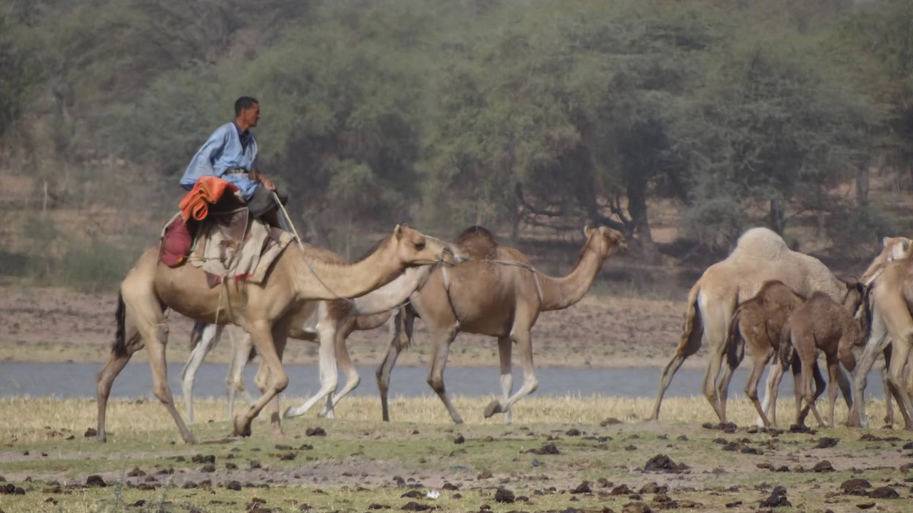 Un matin sur les rives du Ferlo - YouTube