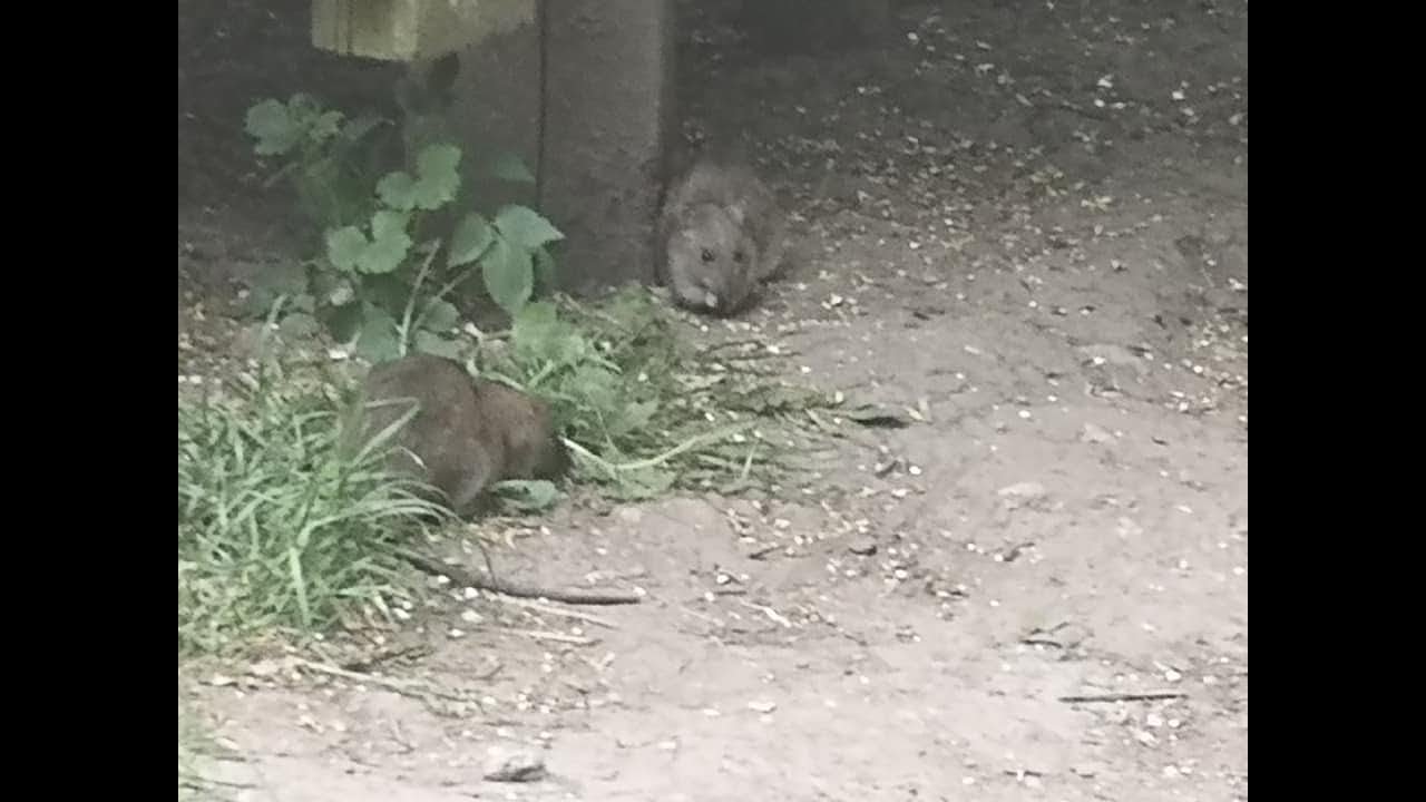 Of Rats and Men - YouTube