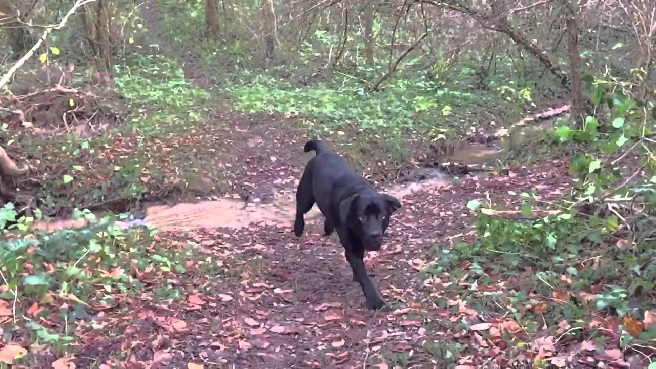 Dog jumping (slow motion) - YouTube