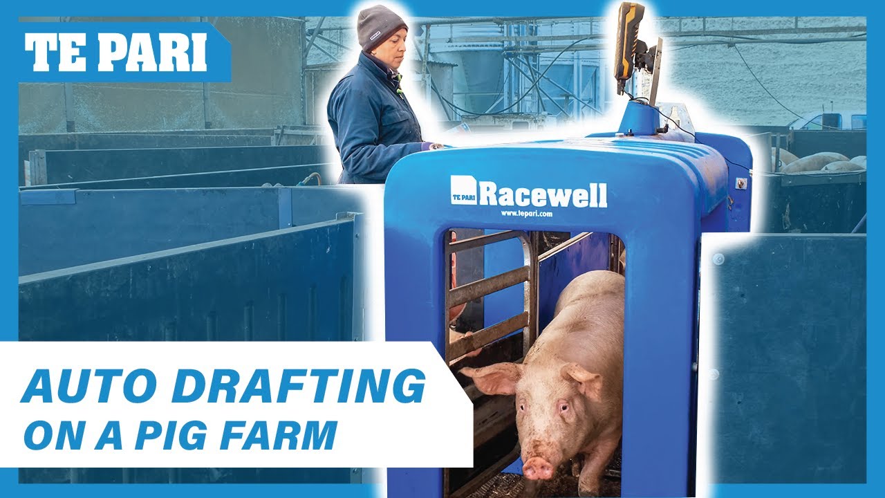 Weighing and Drafting Pigs in HALF the time | Helen Andrews - YouTube
