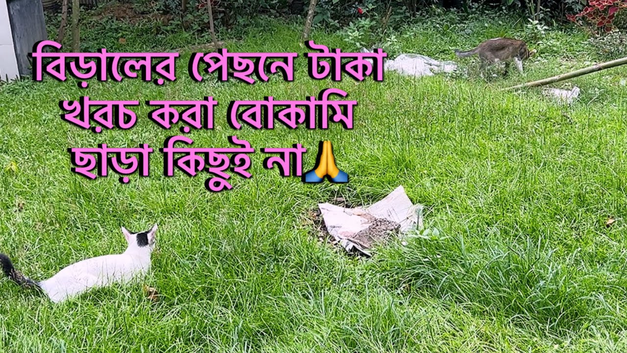 বিড়ালকে খাওয়ানো কি দরকার? বিড়ালকে মাছ মাংস খাওয়ালে দিন শেষে কি লাভ ...