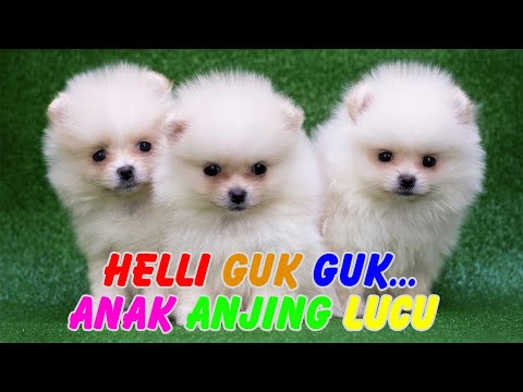 Heli guk guk anak anjing lucu lagu anak populer ~ Happy Zone