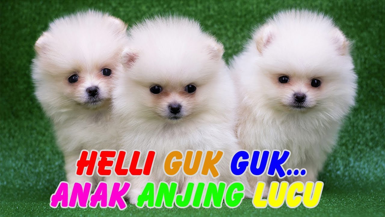 Heli guk guk anak anjing lucu lagu anak populer ~ Happy Zone - YouTube