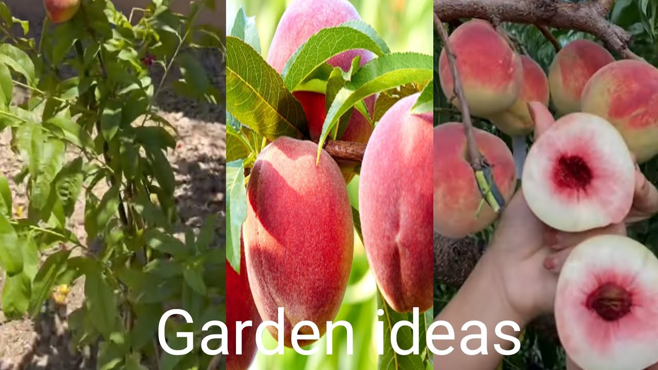 New method, grow a peach plant at home, - YouTube