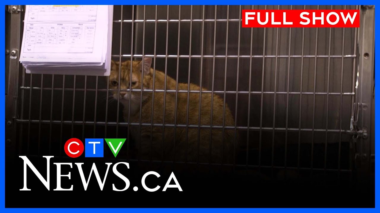 Sask. SPCA raises concerns over animal welfare | CTV News Saskatoon at ...