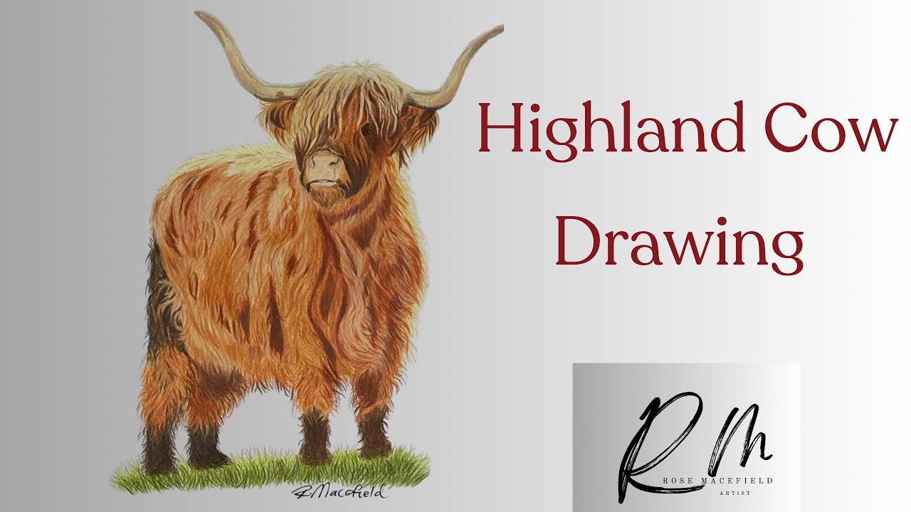 Drawing a Highland Cow in Coloured Pencils - YouTube