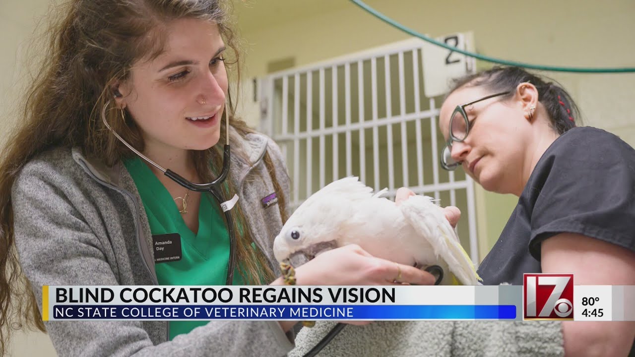 Blind cockatoo regains vision at NC State College of Veterinary ...