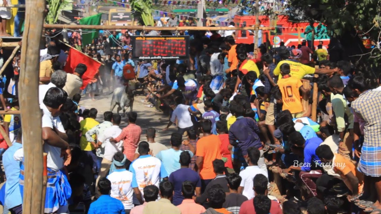 Bull race in south india | erudhu vidum thiruvizha | velambatti erudhu ...