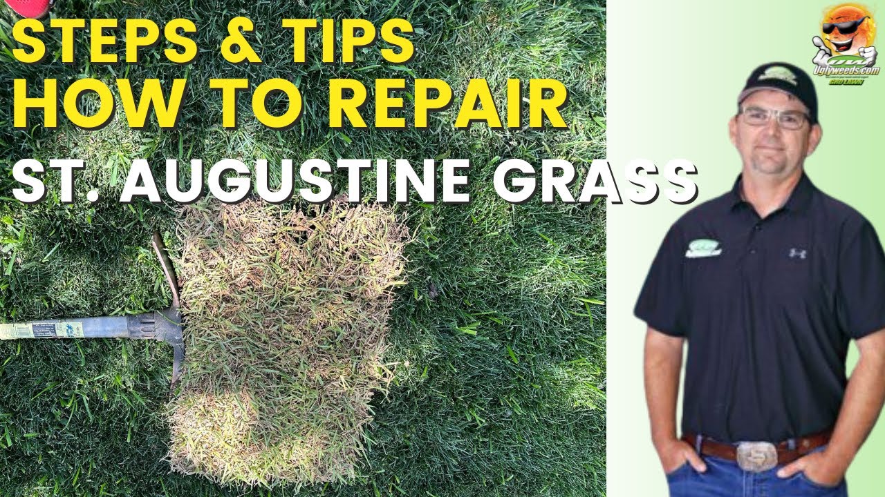 How To Repair St Augustine Grass Steps Youtube
