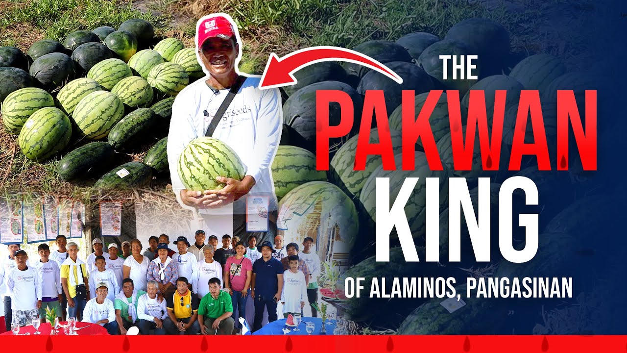 Meet the "Pakwan King" of Alaminos, Pangasinan! - YouTube