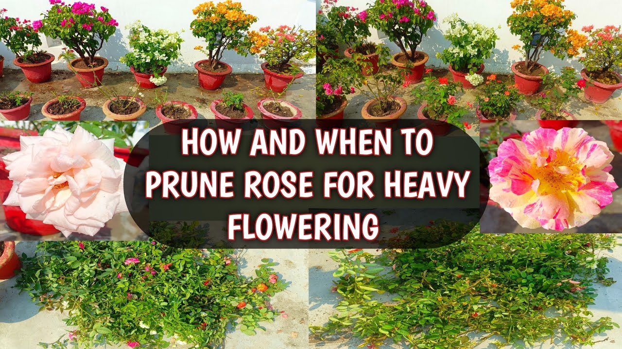 HOW AND WHEN TO PRUNE ROSE FOR HEAVY FLOWERING | HOW TO PRUNE ROSES THE ...