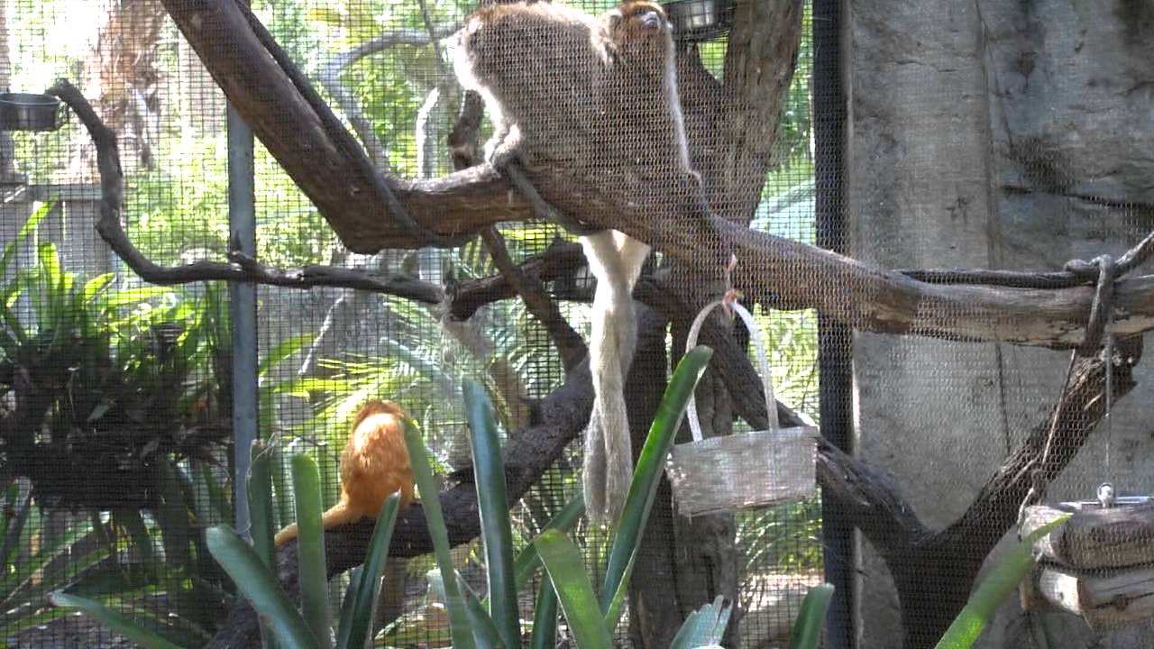 intertwined tails - YouTube