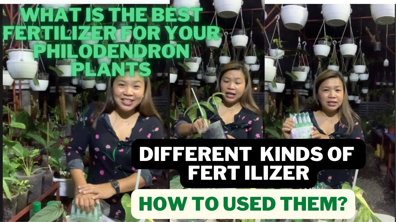 What is the Best Fertilizer for Philodendron Plants - YouTube
