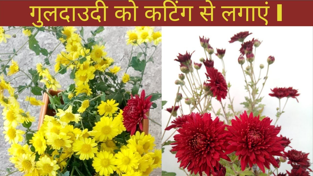 Grow guldaudi from cutting| grow chrysanthemum from cutting| guldaudi ...
