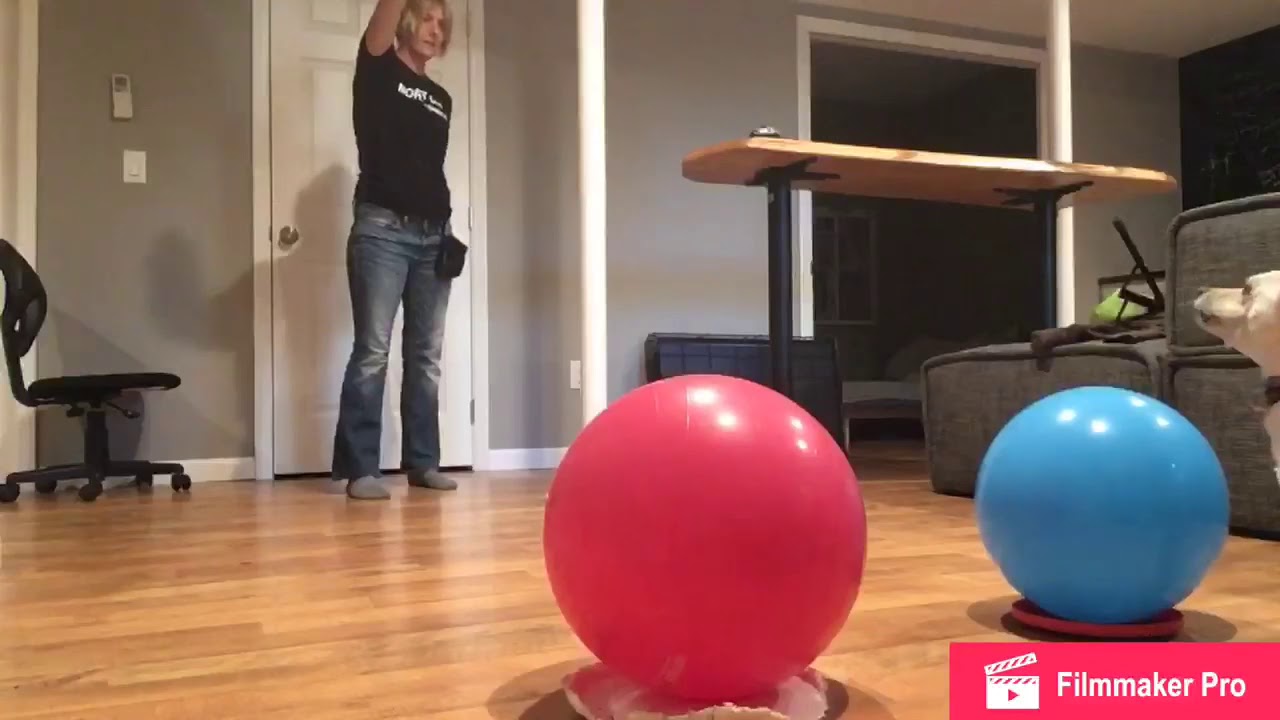 NATE Treibball- Stand, Sit, Lie Down Challenge ( Pappy Bigley) April ...