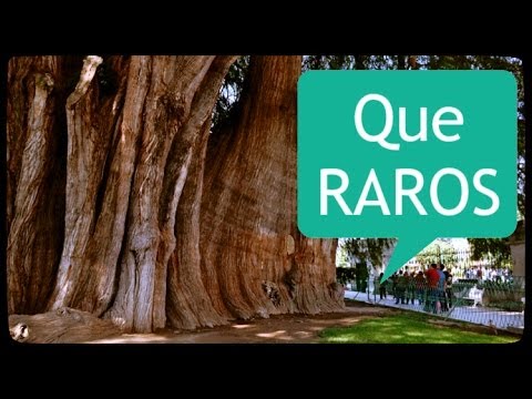 Arboles Raros: Las Especies de Arboles mas Raras del Mundo - YouTube