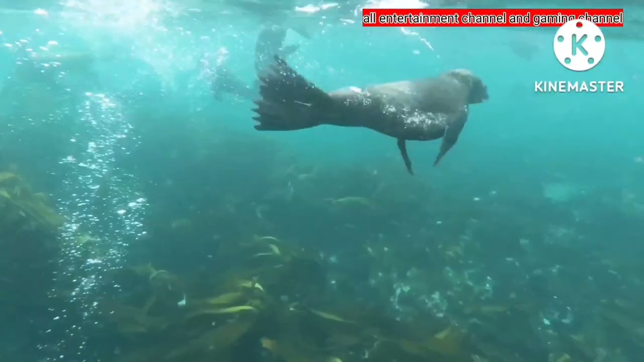 samundri fish video, samundri fish discovery, samundri fish ka video ...