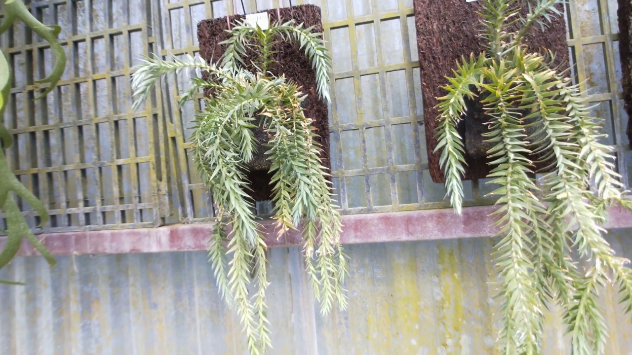 Lycopodium phlegmaria L. 蕨類植物 石松盆栽 - YouTube