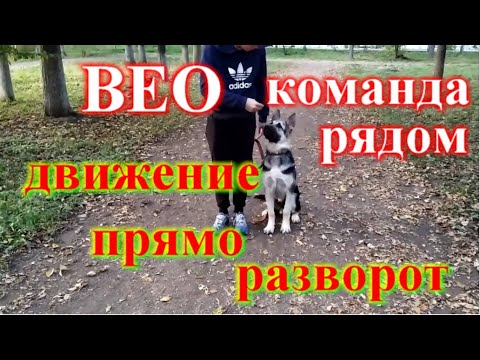 Команда рядом движение, остановка, посадка щенок Восточно европейская овчарка ВЕО часть 1