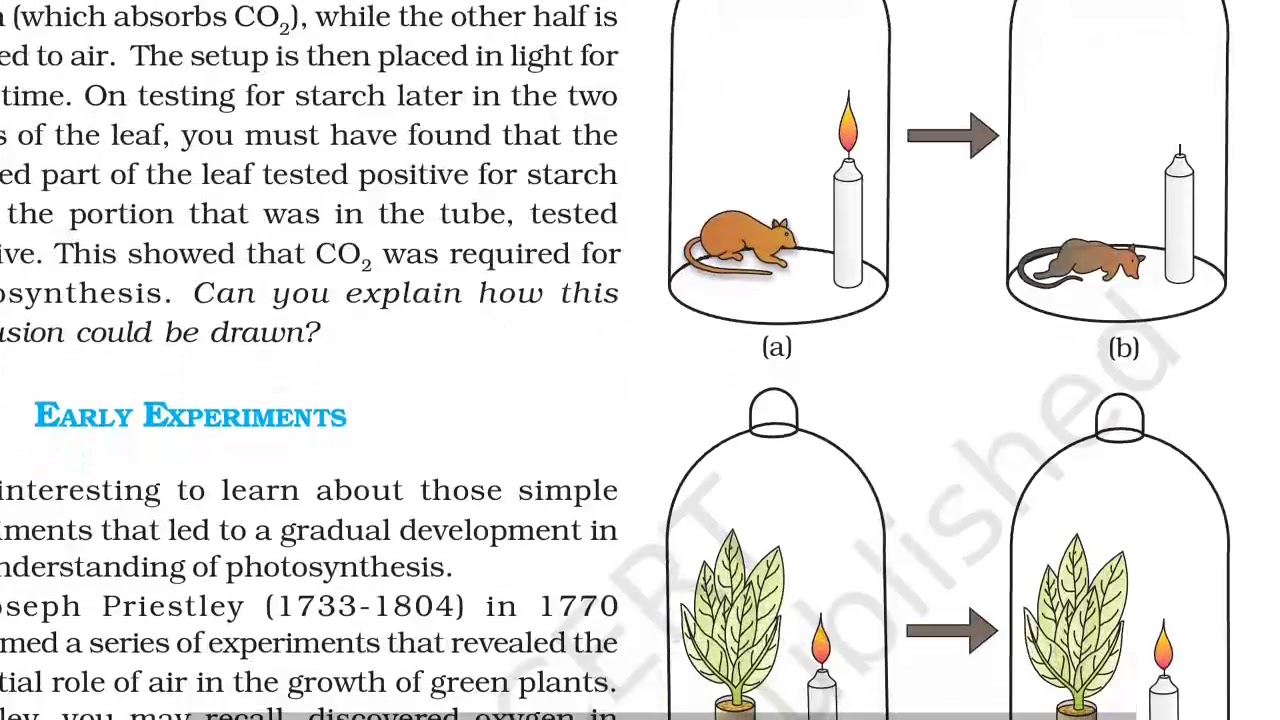 Photosynthesis in higher plants NCERT text book about early experiments ...