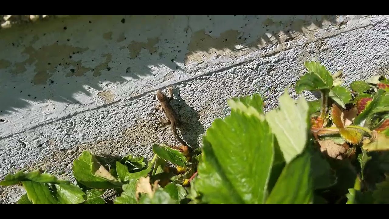 Invasive European Wall Lizard in Saanich - YouTube