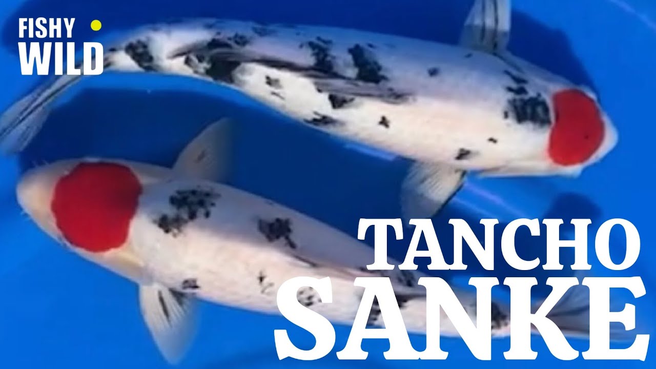 Ultimate Guide to Stunning Koi: Expert Tips and Breathtaking Footage ...