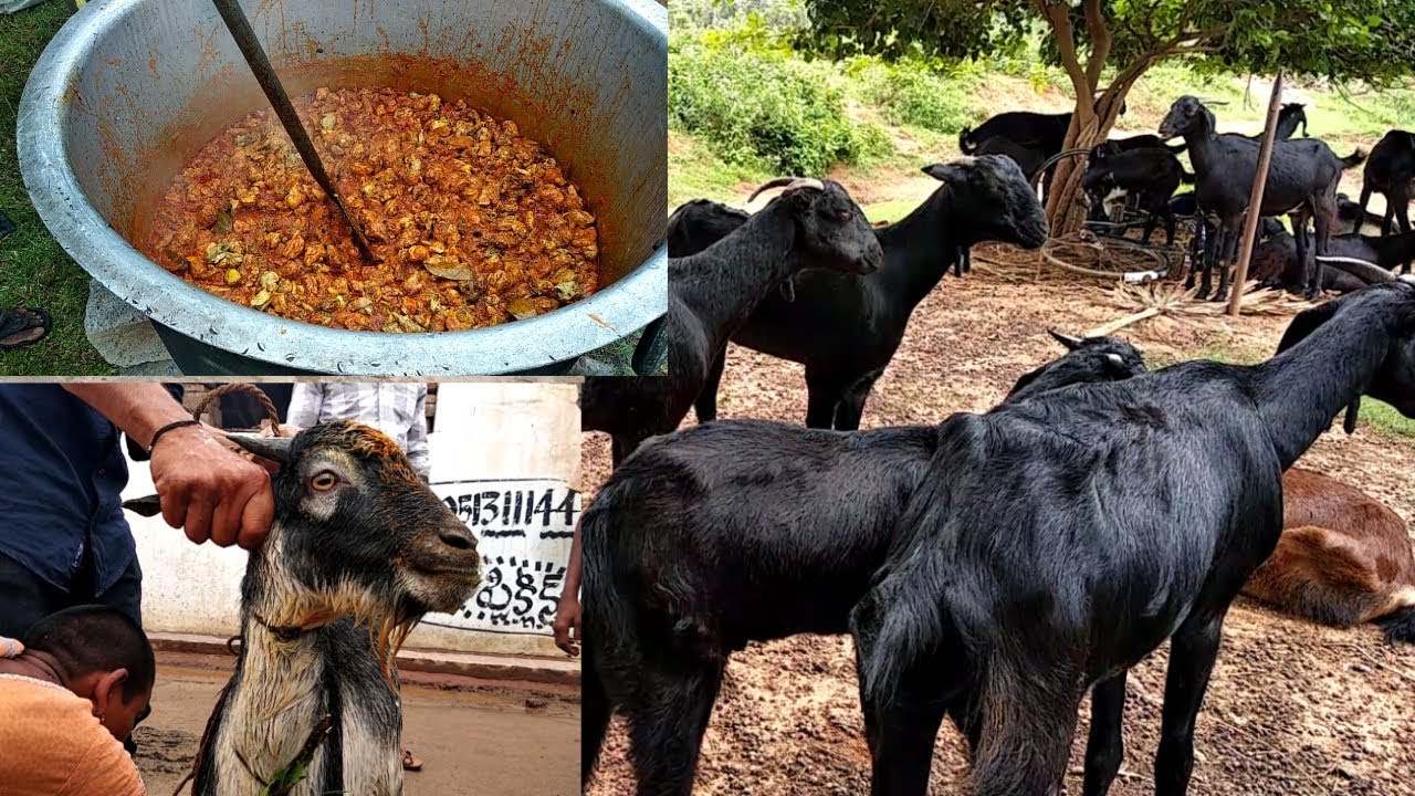 First Time In Youtube - 50 Full Goat Heads Processing In Village ...