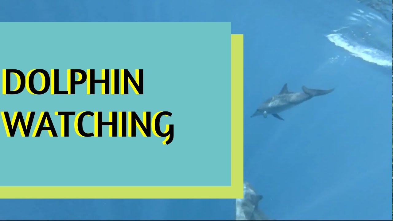 Dolphin Watching near Cebu. - YouTube