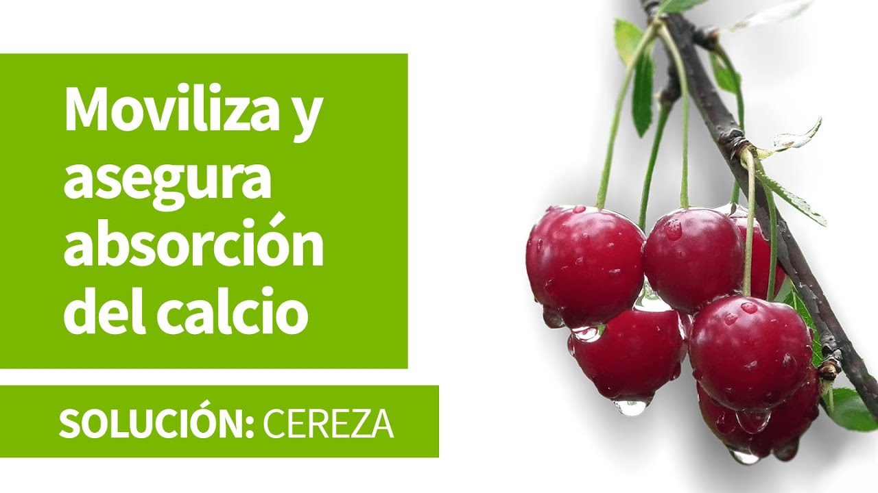 ¿Como movilizar y asegurar la absorción de calcio en cerezo? - manvert movili-Ca + manvert win ...