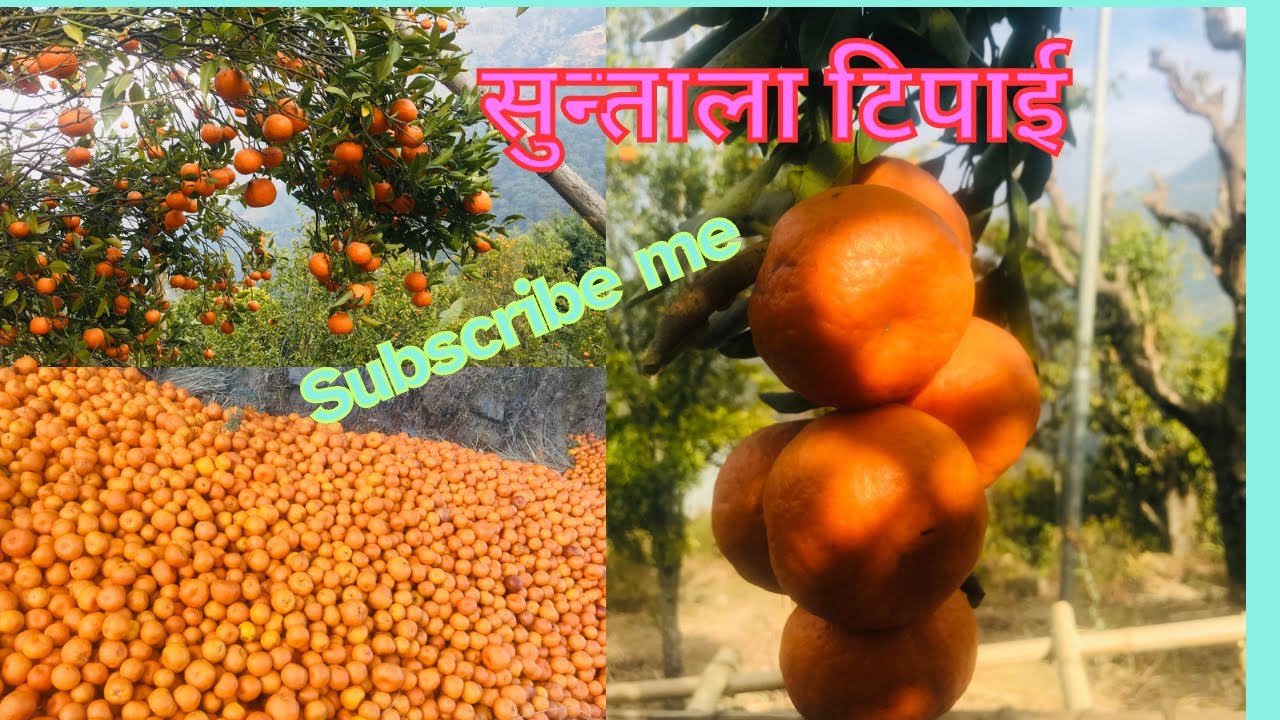 Beautiful orange 🍊 farming in Nepal / Nepali village life orange ...