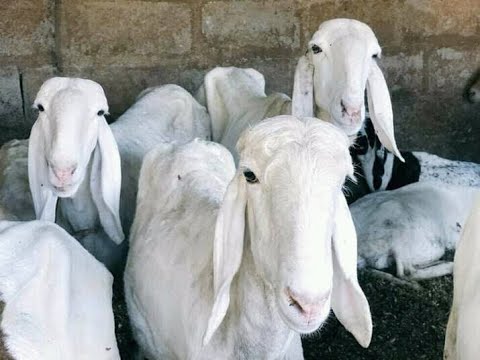 Balami breed of sheep's - YouTube