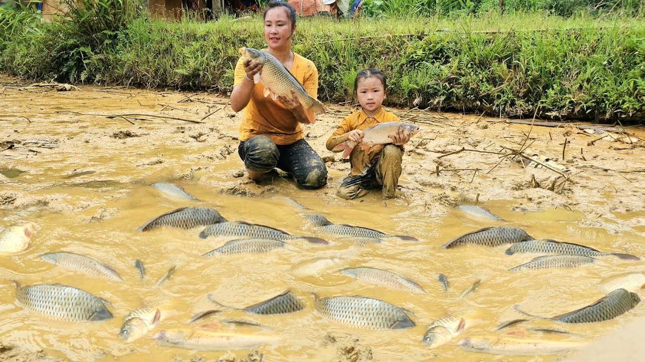 harvest fish pond, catch giant fish to sell with daughter - grow ...
