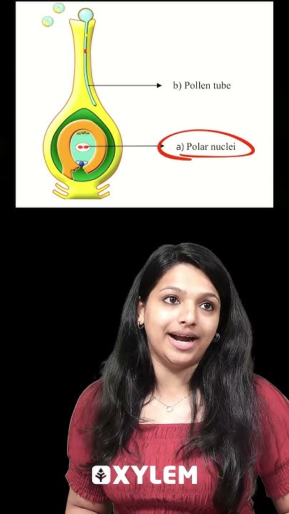 3 Mark നേടാം simple !! | Xylem Class 8 - YouTube