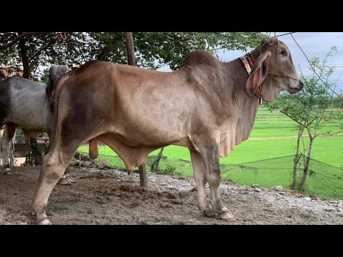 take care of your cow #coward - YouTube