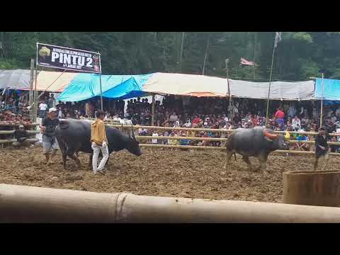 🔴ALL-BAGHDADI BBT (WIN) VS KAMPA PERBATASAN ST || ADAT MA'PASILAGA TEDONG,ARENA BBT 09 JANUARI 2022