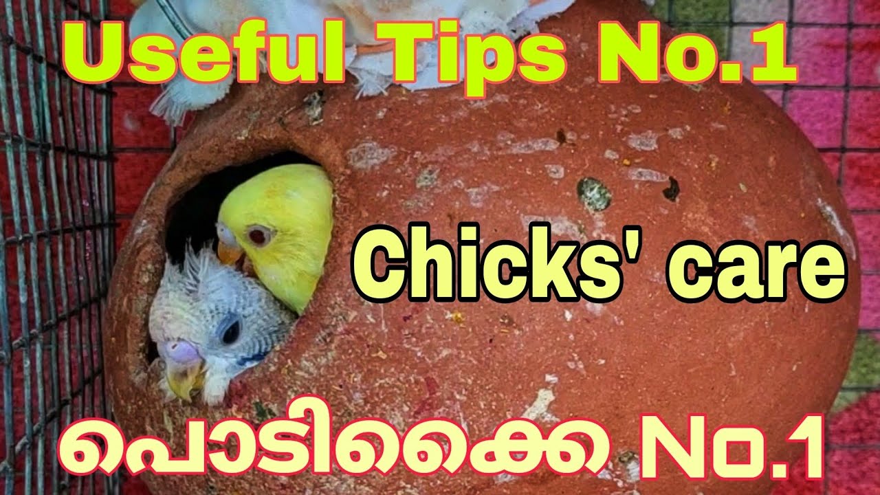Useful Tips No.1|| കുഞ്ഞുങ്ങൾ പുറത്തിറങ്ങുന്നതിനുമുൻപ് അമ്മക്കിളി ...