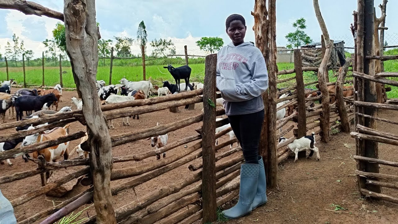 Unlocking Success: How to Launch a Thriving Goat Farm in Uganda - YouTube