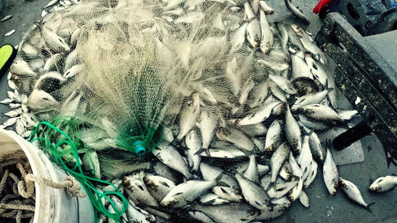 TWO FULL DAYS Catfishing the Ohio River in the New SeaArk (ProCat 200 ...