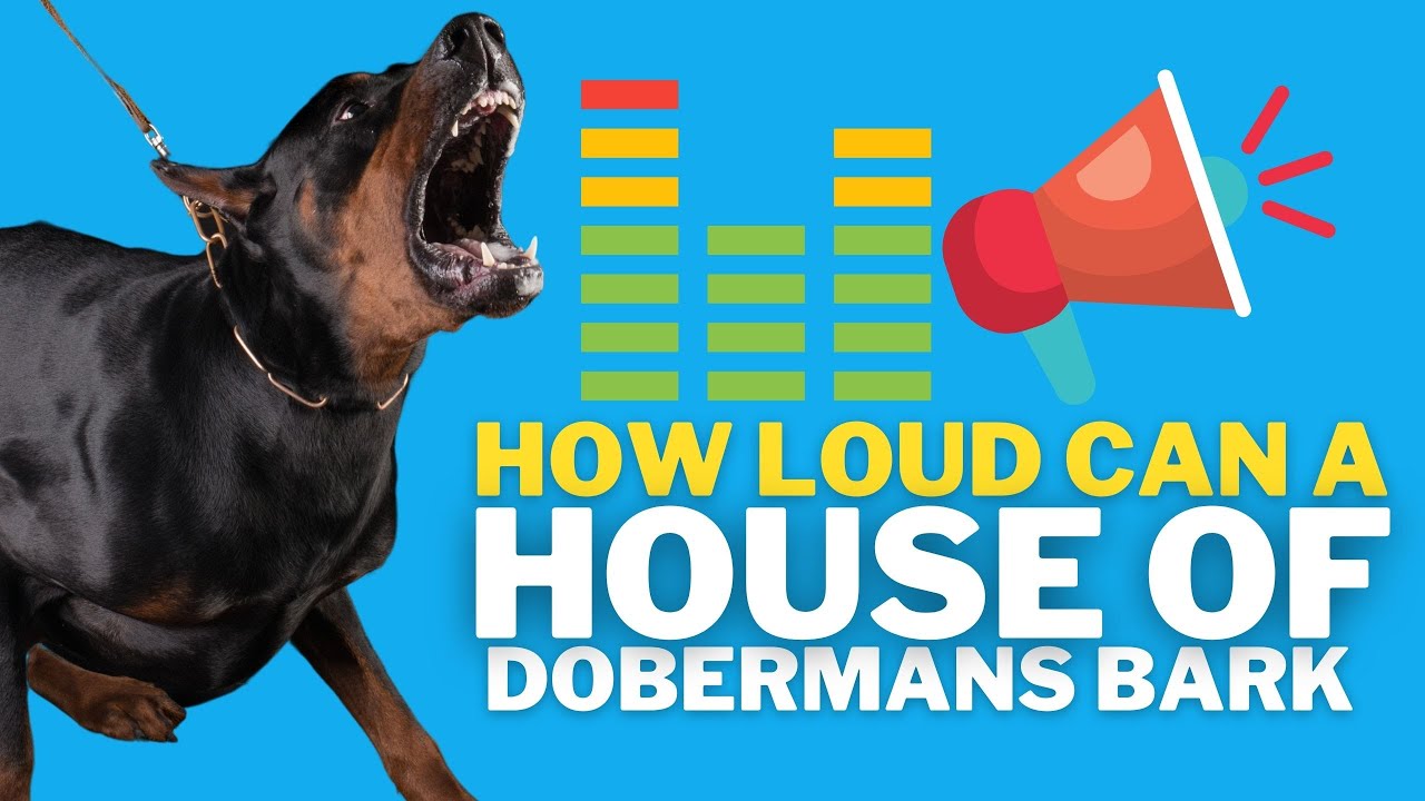 HOW LOUD IS A DOBERMAN BARK?: HOUSE OF DOBERMANS BARK AT NOISE OUTSIDE ...