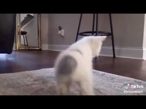 Cum dansează pițipoancele în club 😂😂😂😂😂😂