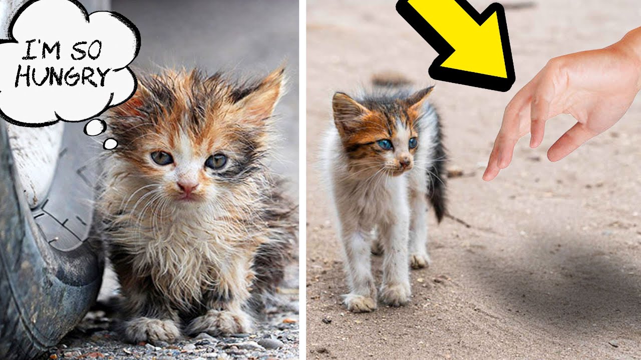 Verwahrlostes Streunendes Kätzchen hungerte entsetzlich, doch Plötzlich ...