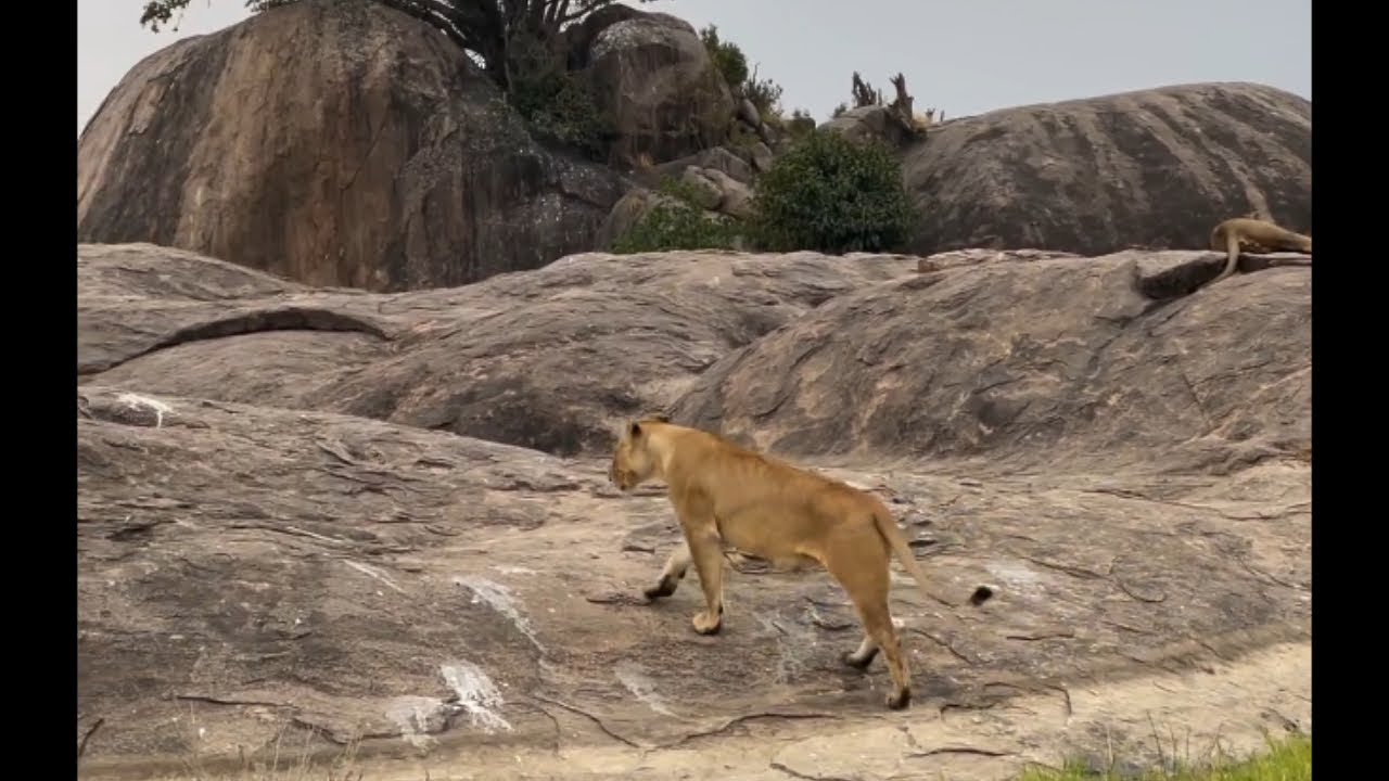 Bob Jr Lion Pride of Serengeti | 7 July 2024 - YouTube