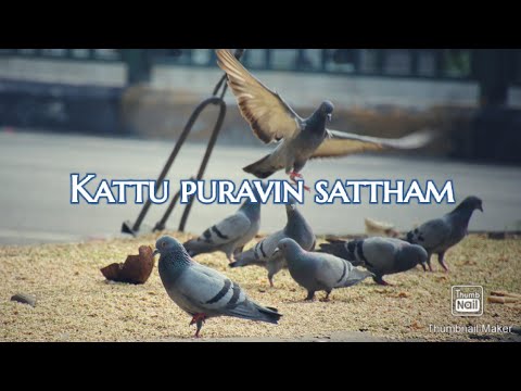Kattu puravin sattham | keyboard by Prince | Jesus reedms | serve the ...