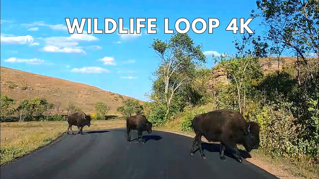 Wildlife Loop Road Scenic Drive | Custer State Park 4K Driving Tour ...