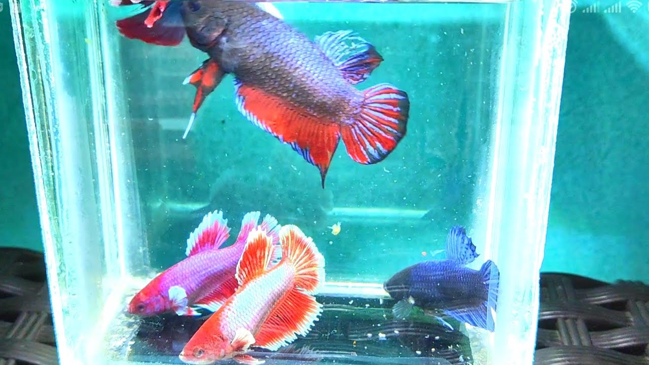 adu ikan cupang bagan big ear,ikan laga,beli ikan cupang bagan big ear ...
