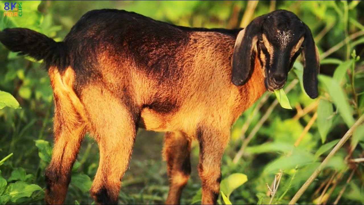 Lots of beautiful goat leaf eating scenes - YouTube