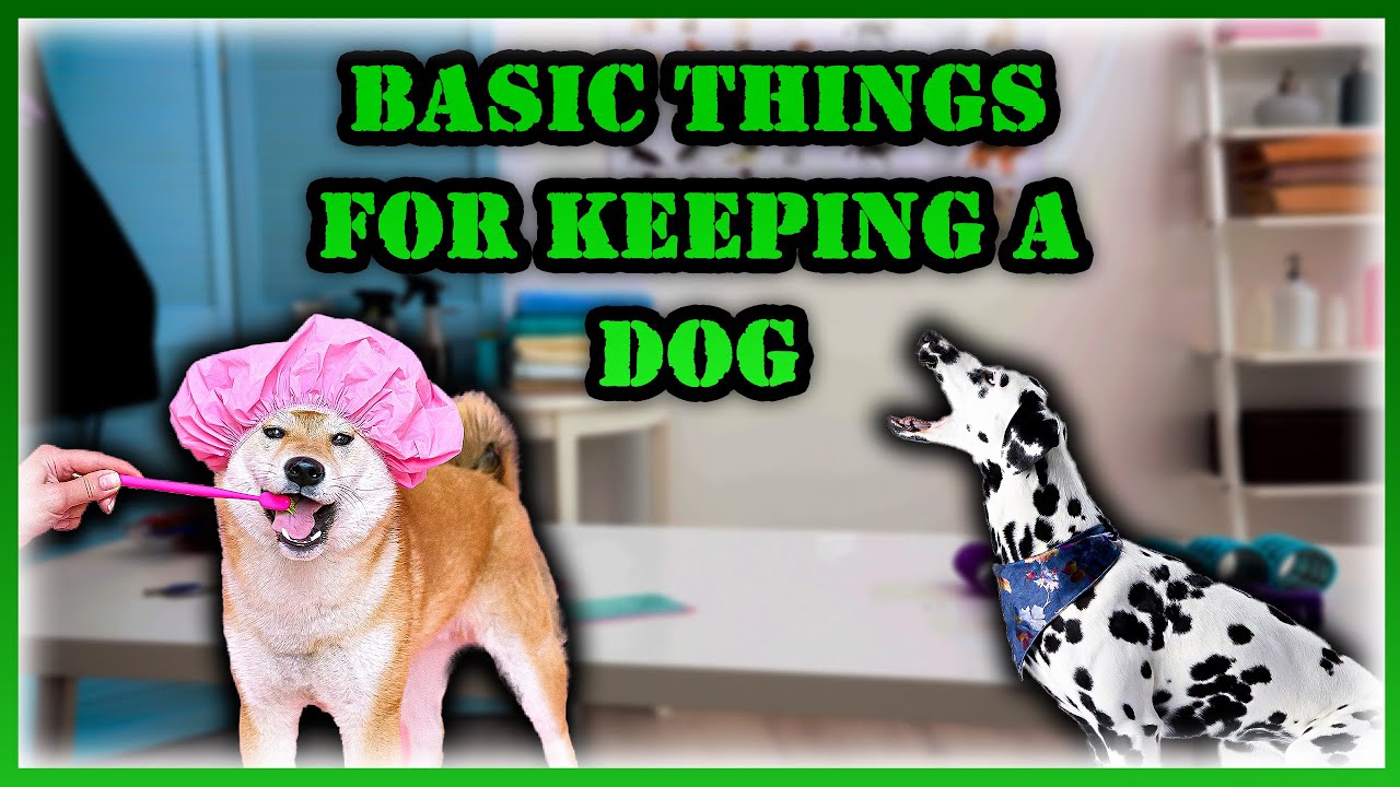 BASIC THINGS FOR KEEPING A DOG - YouTube