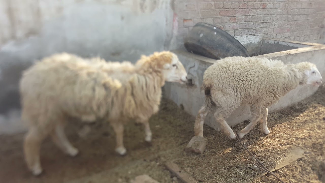 sheep mating || Sheep sex || Sheep estrous behaviours . #animalsex # ...