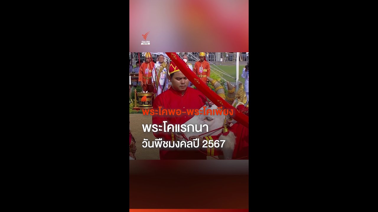 พระโคพอ-พระโคเพียงพระโคแรกนาวันพืชมงคลปี 2567 | Thai PBS News - YouTube